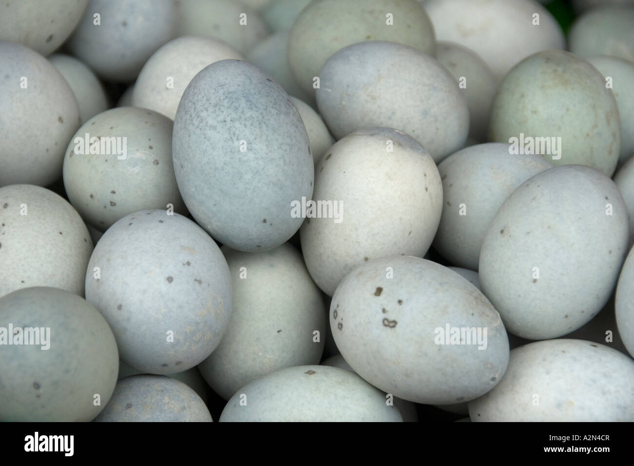 Chinese Goose Eggs Stock Photo Alamy