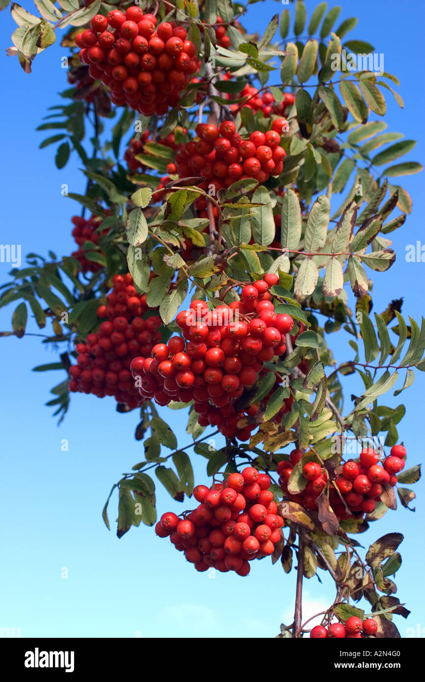 Rowans parts plants rowan berries sorbs hi-res stock photography and ...