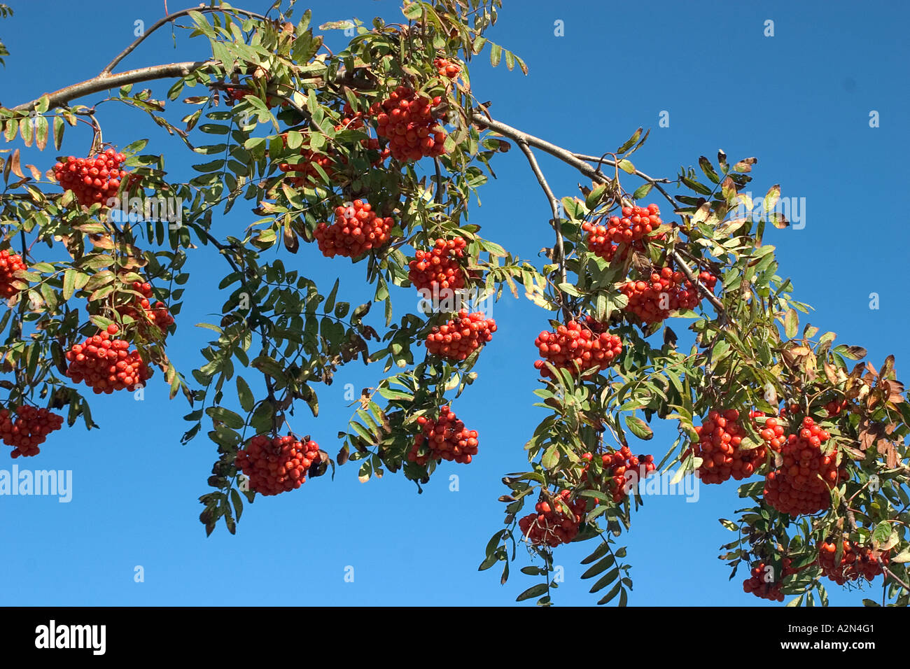 Rowans parts plants rowan berries sorbs hi-res stock photography and ...