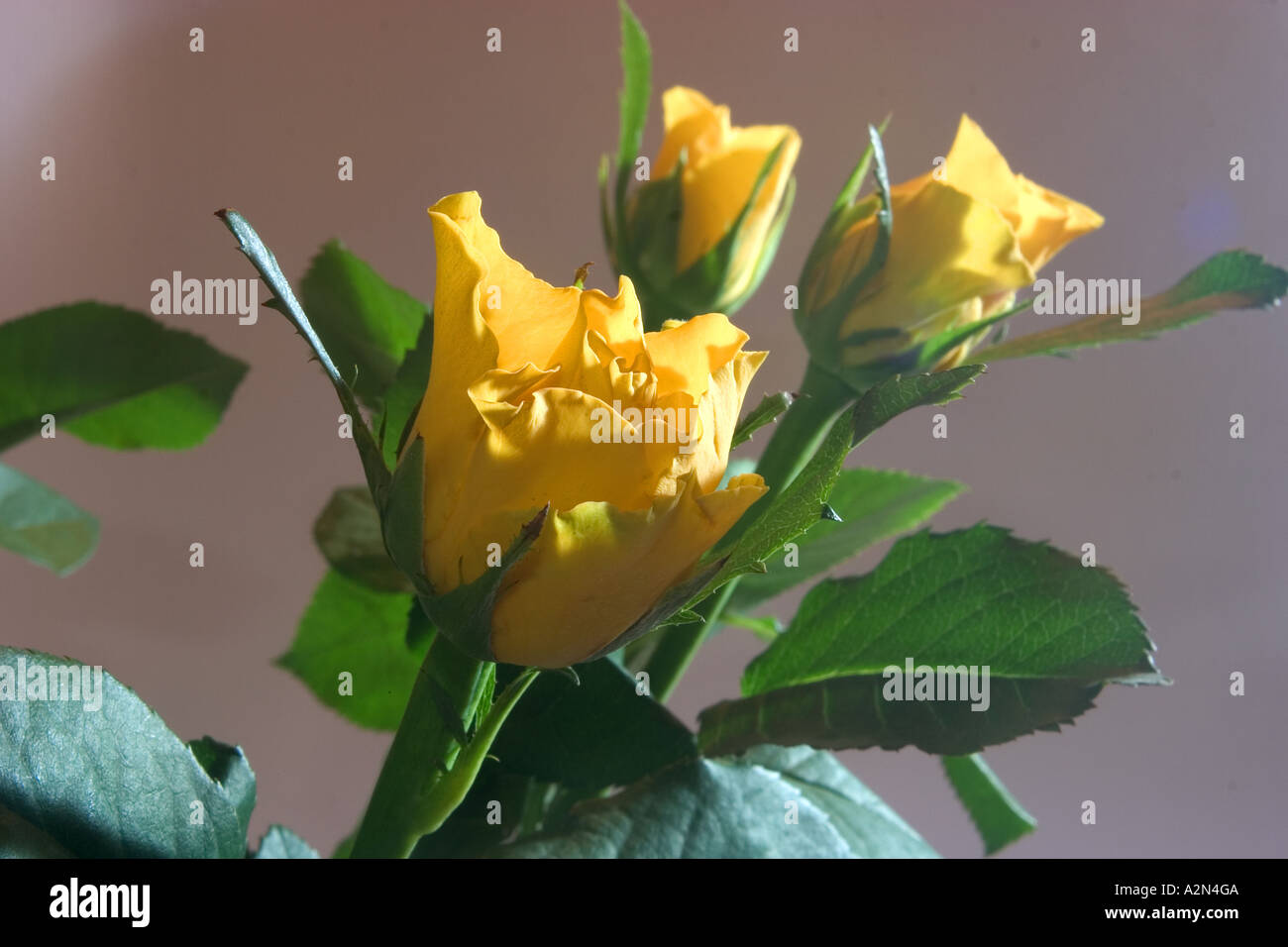 Three roses hi-res stock photography and images - Alamy