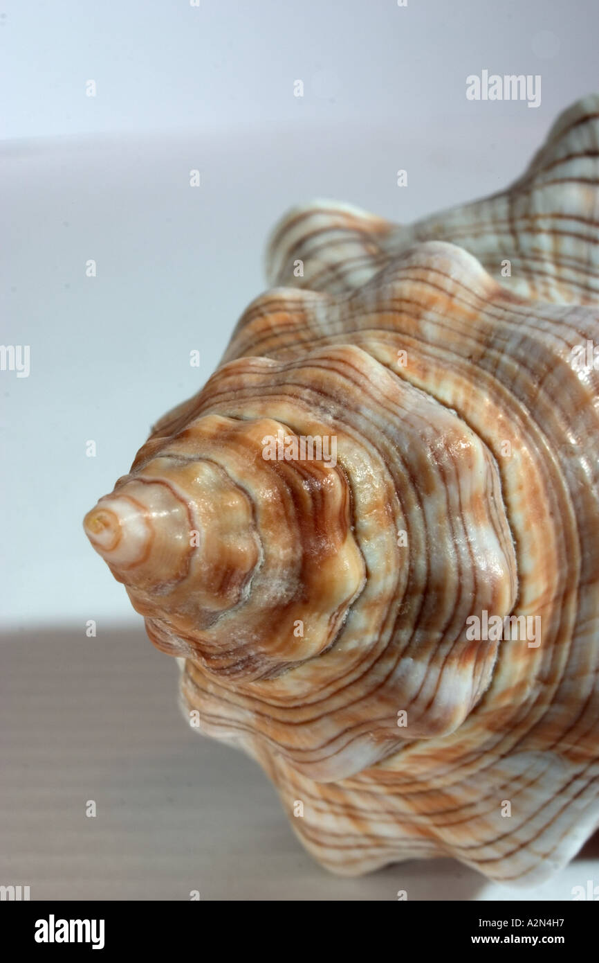 Clam worm hi-res stock photography and images - Alamy
