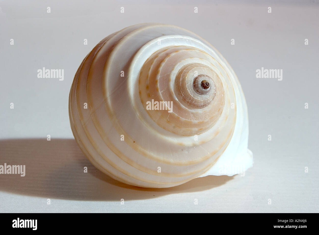 Clam parts hi-res stock photography and images - Alamy