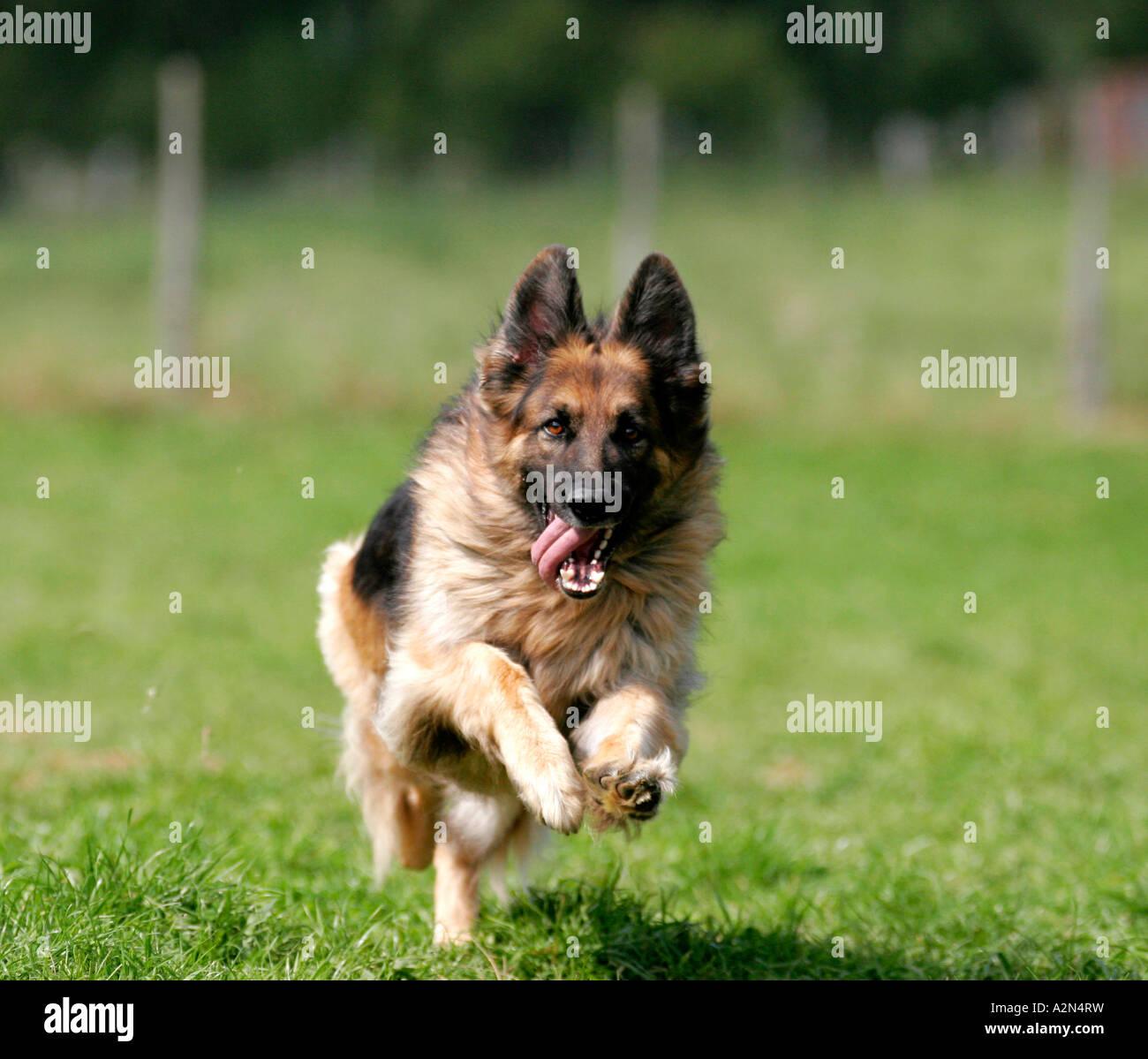 German Shepherd running in field Stock Photo - Alamy