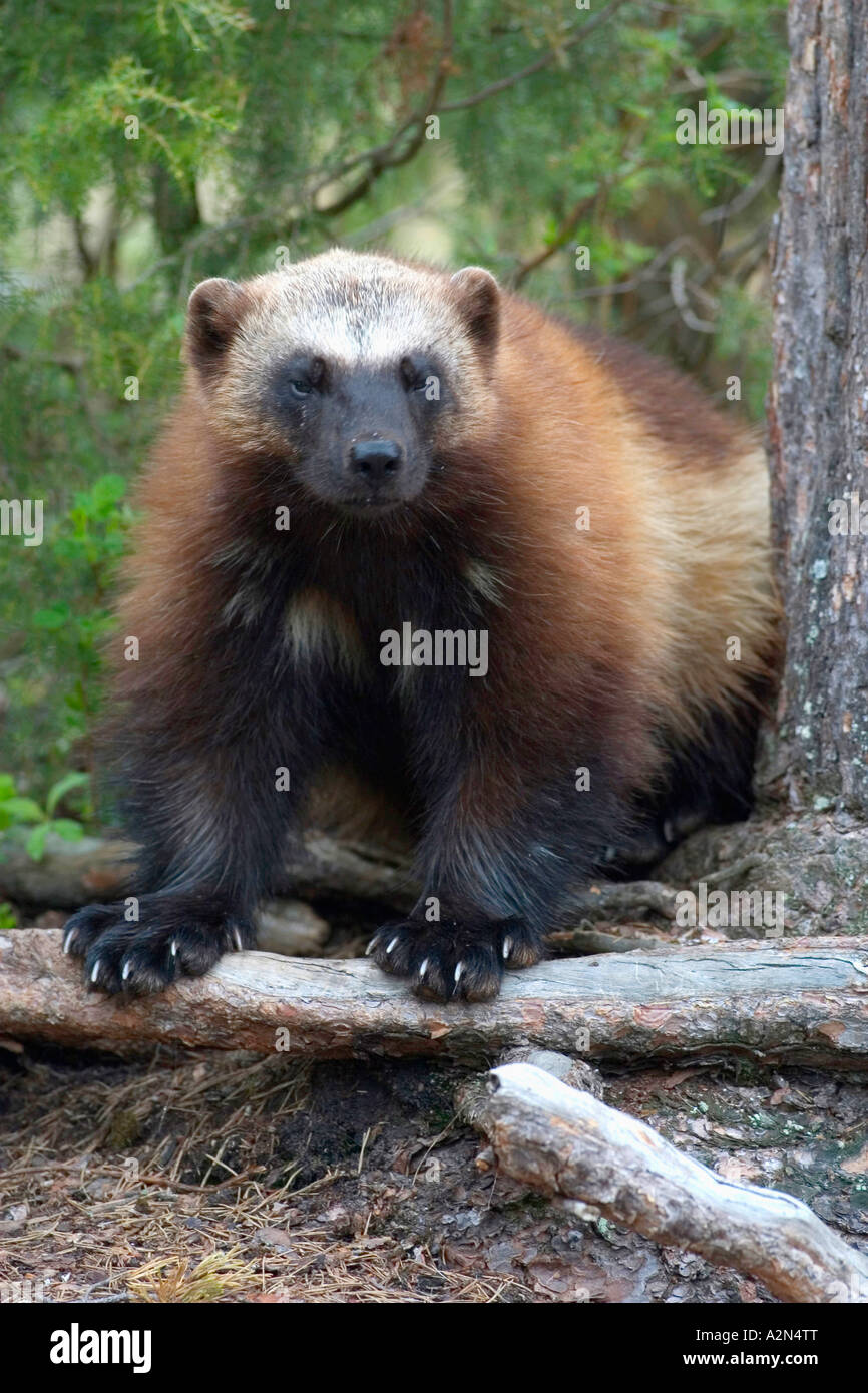 Wolverine (Gulo gulo) in forest Stock Photo - Alamy