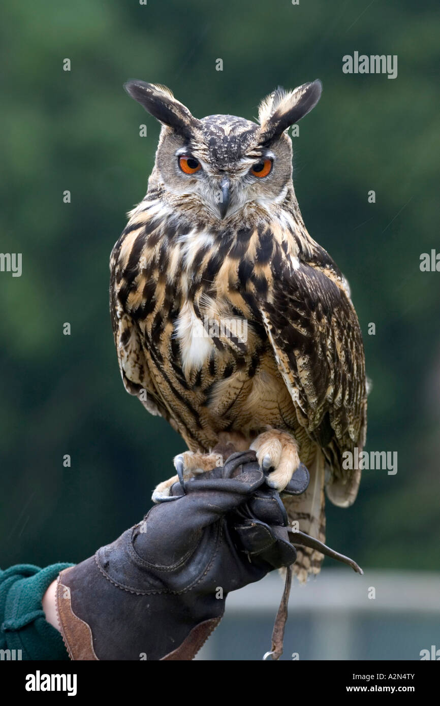 Eagle on hand hi-res stock photography and images - Alamy