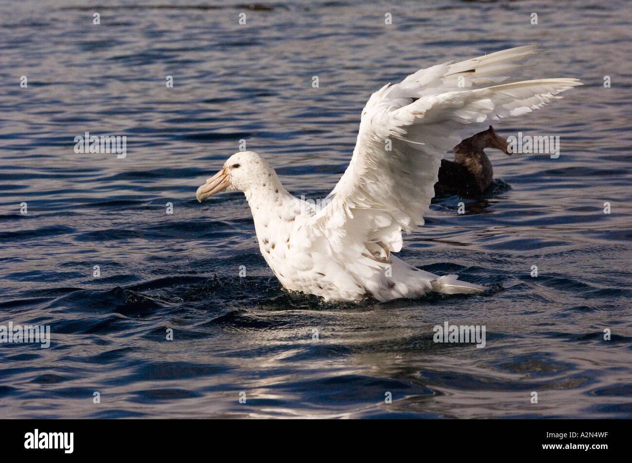 Southern Giant Petrel Lusitania Bay Macquarie Island Australia Stock ...