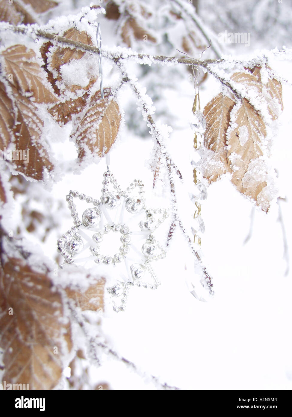 Silver tree plants hi-res stock photography and images - Alamy