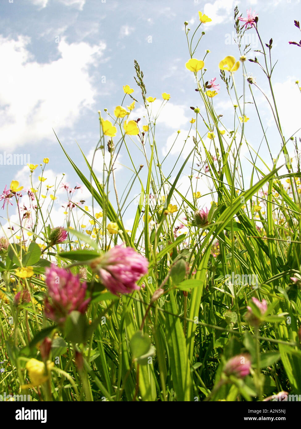 Flowers blooming in field Stock Photo - Alamy