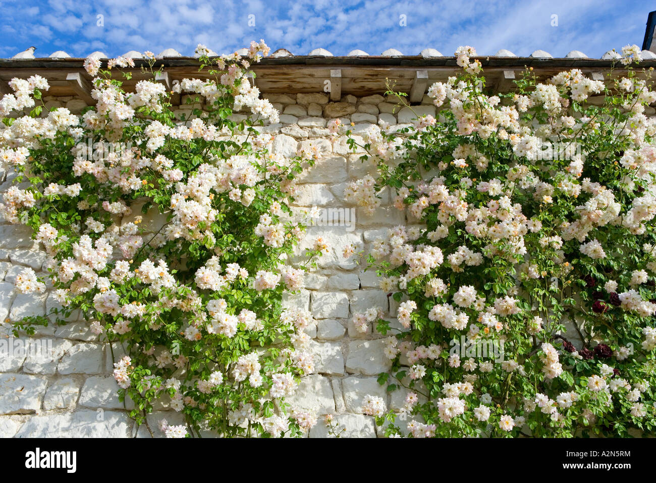 Low angle view of flowering vines in front of stone wall Stock Photo ...