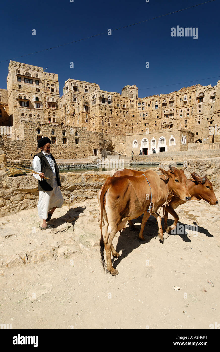 man with cow at the cisterne of Habbaba Yemen Stock Photo - Alamy