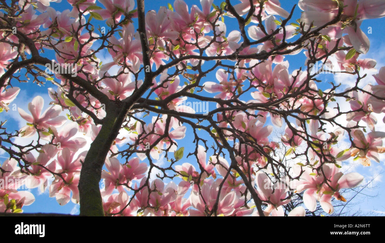 Low angle view of magnolia flowers on tree Stock Photo - Alamy