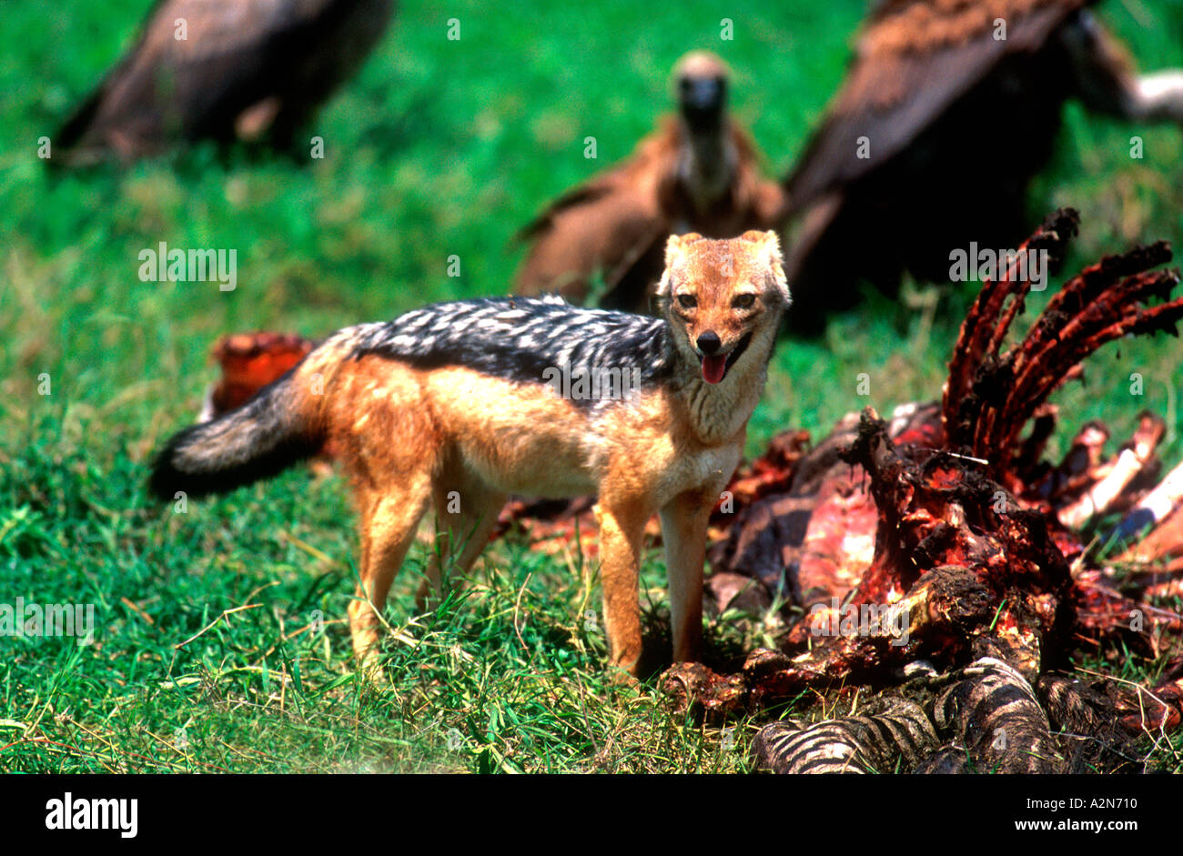 Black backed jackal protects carcass of zebra Ngorongoro Crater ...