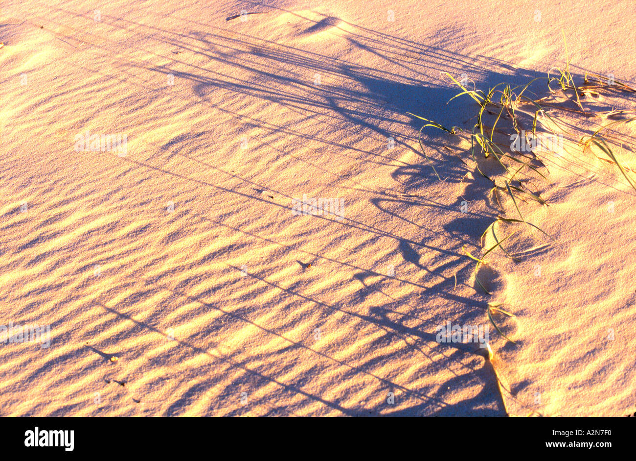 Sand grasses on the largest sand island in the world Fraser Island ...