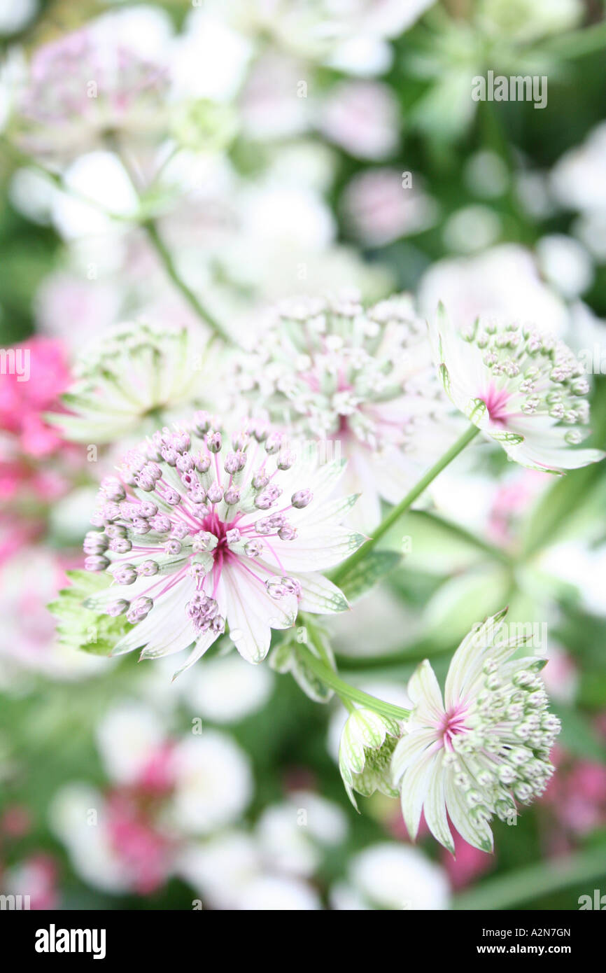 Close-up of flowers Stock Photo - Alamy