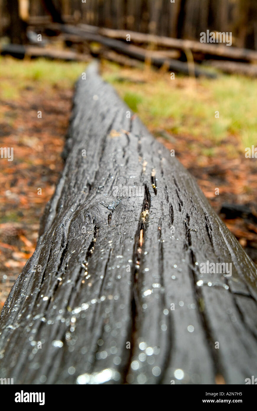 burnt and fallen tree due to forest fire Stock Photo - Alamy