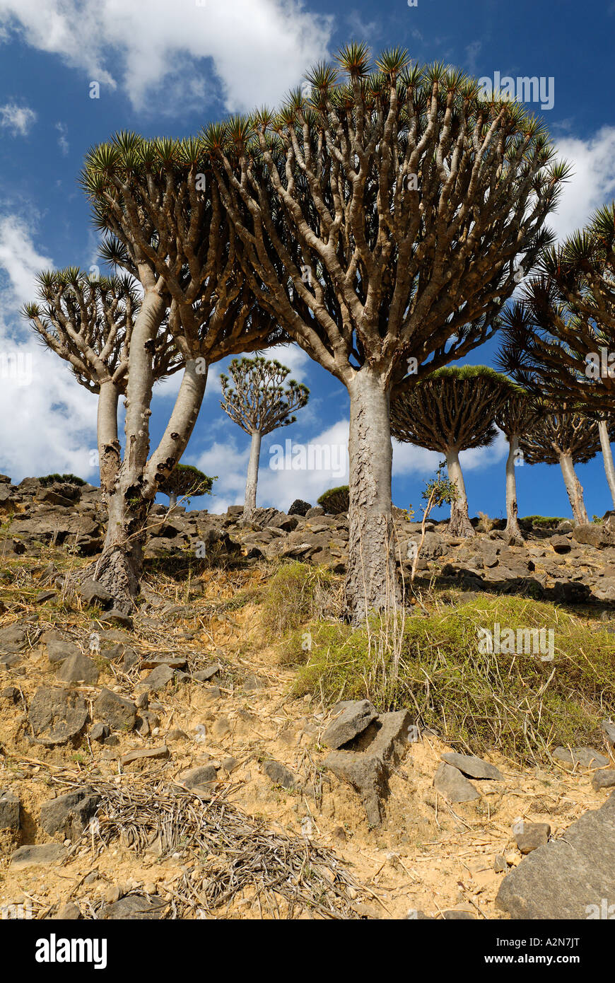 Dragon s Blood Tree on Socotra island Yemen Stock Photo - Alamy