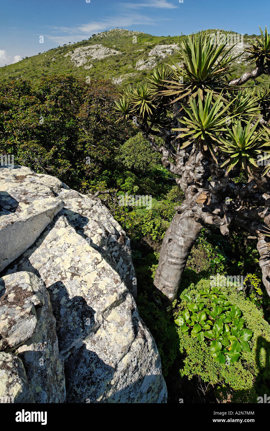 Dragon s Blood Tree on Socotra island Yemen Stock Photo - Alamy