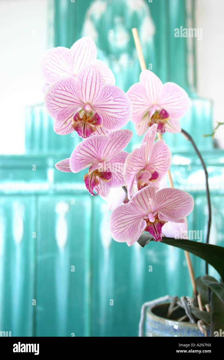 Stipe detail hi-res stock photography and images - Alamy