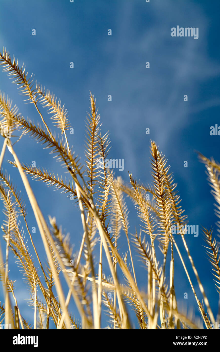 Wheat fields blowing in the wind hi-res stock photography and images ...