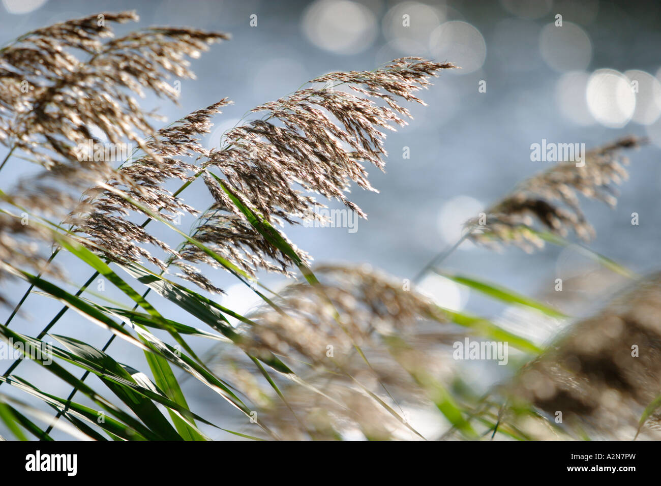 Close-up of reed grass Stock Photo - Alamy