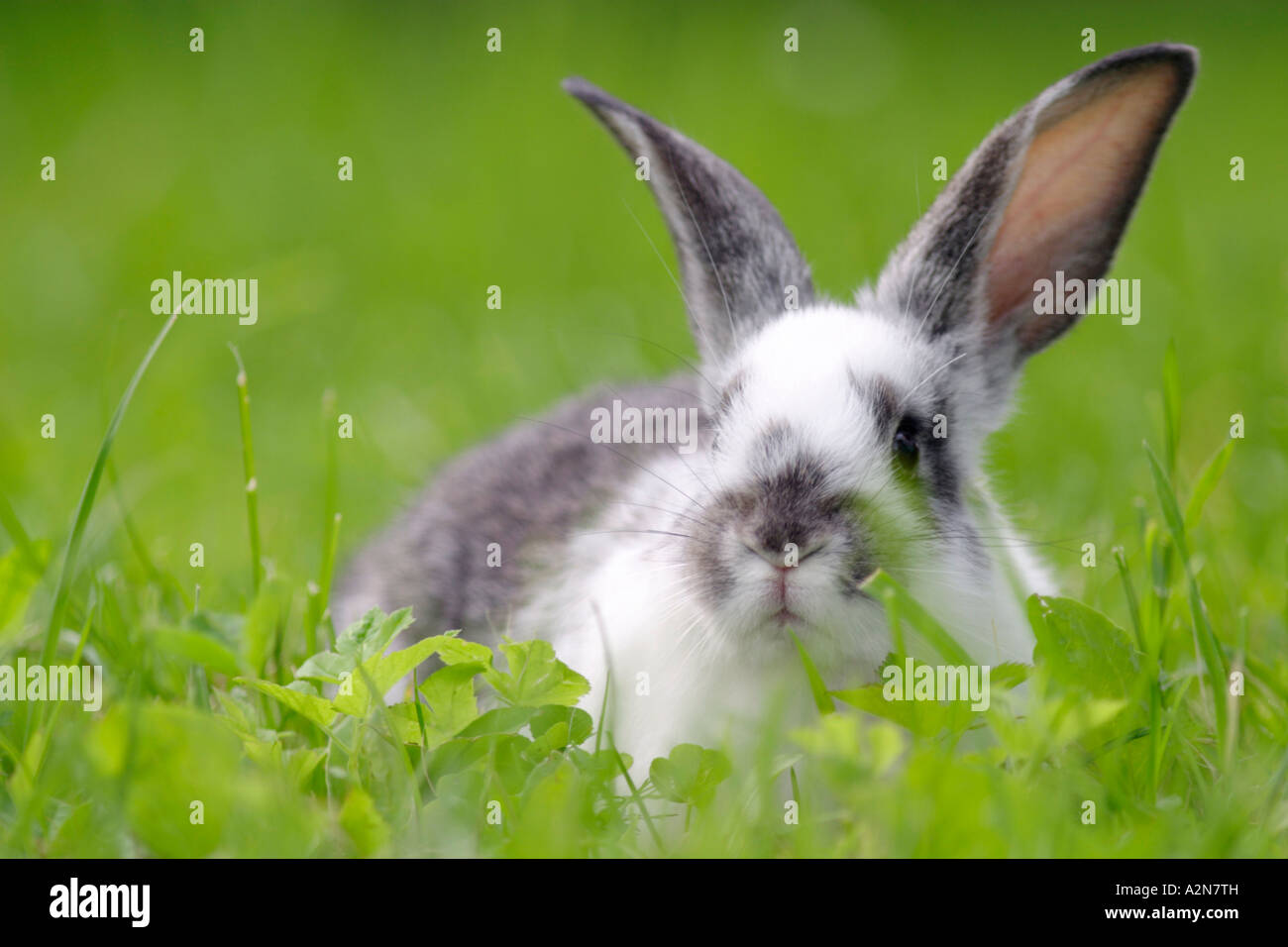Close-up of rabbit in field Stock Photo - Alamy