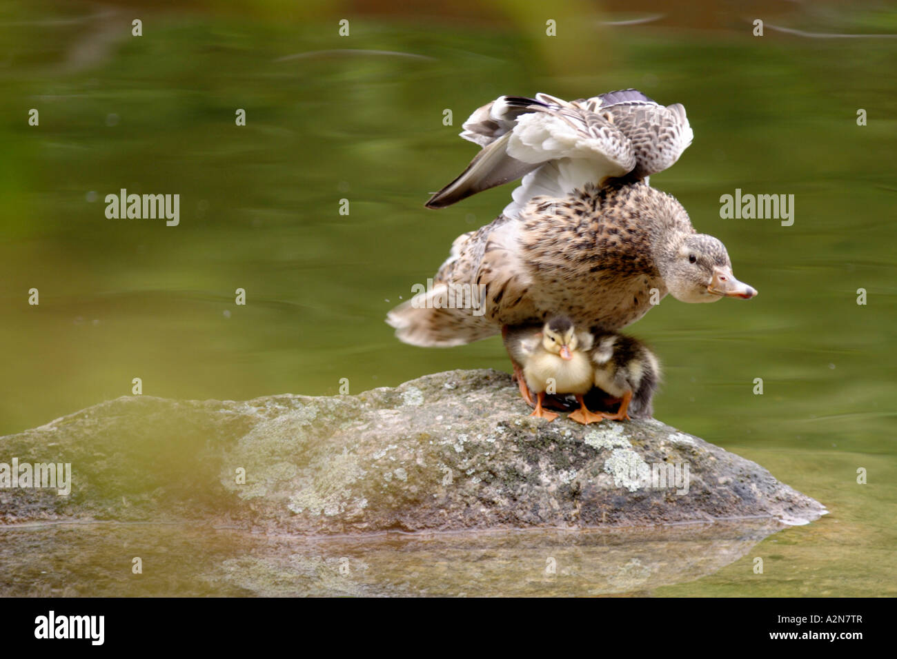 Close-up of duck protecting its ducklings on rock Stock Photo - Alamy