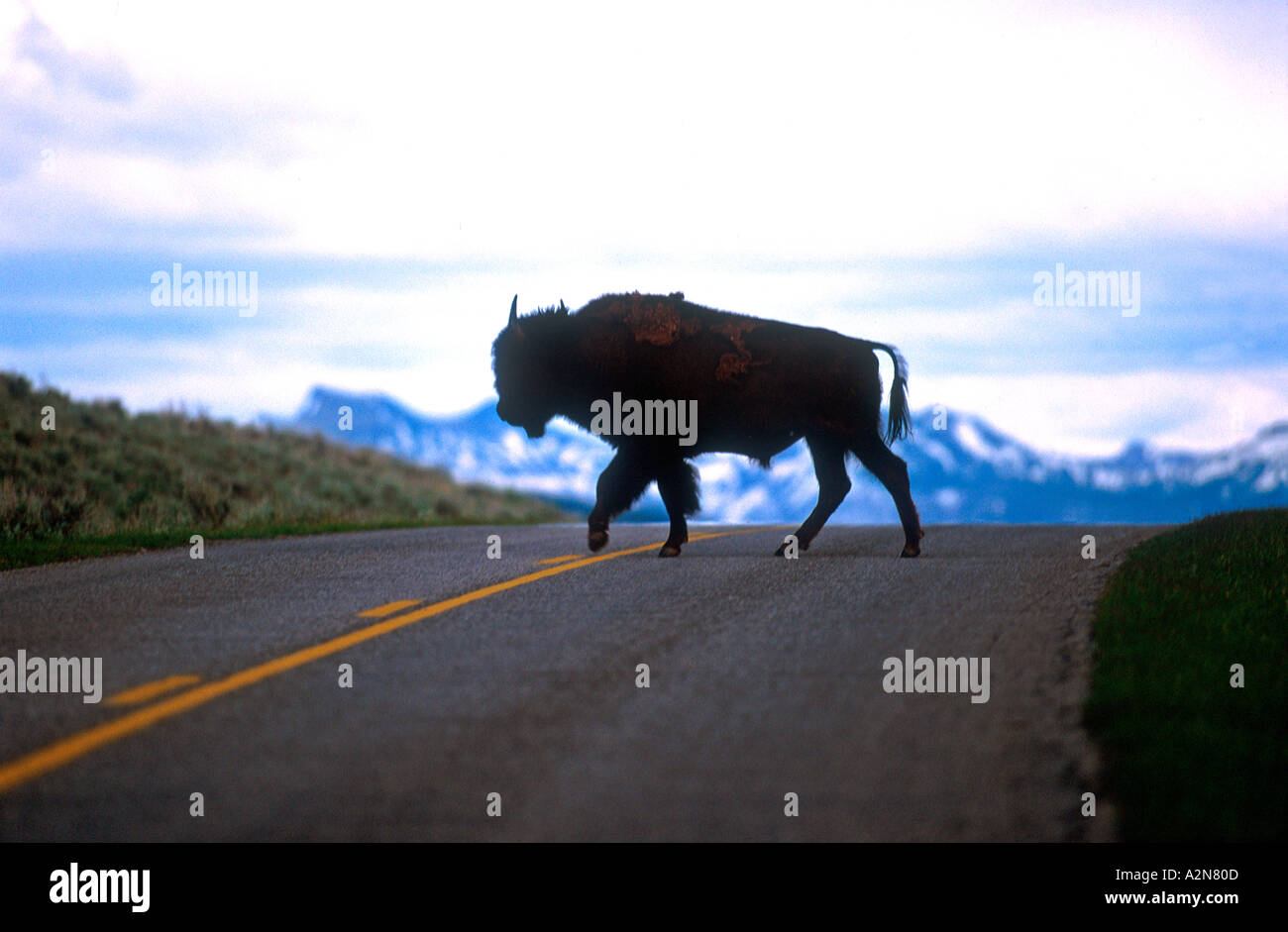 Bison crossing road USA Stock Photo - Alamy