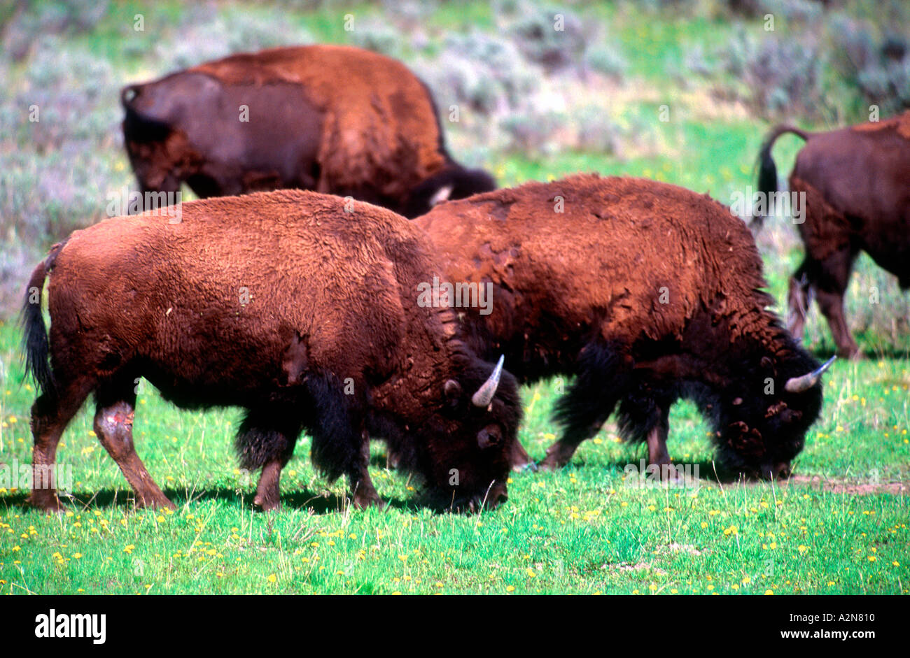 American Bison Custer State Park South Dakota USA Stock Photo - Alamy