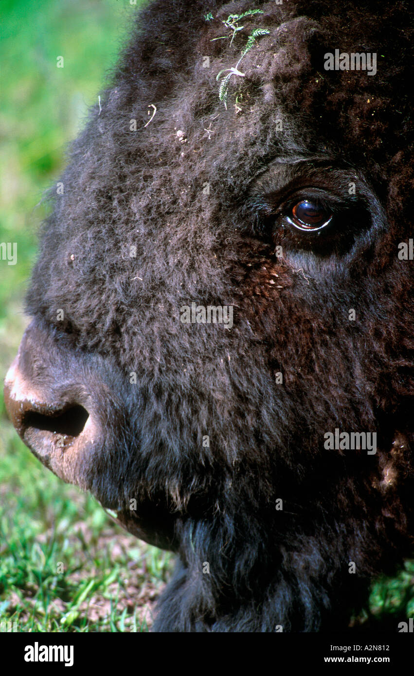 American Bison Custer State Park South Dakota USA Stock Photo - Alamy