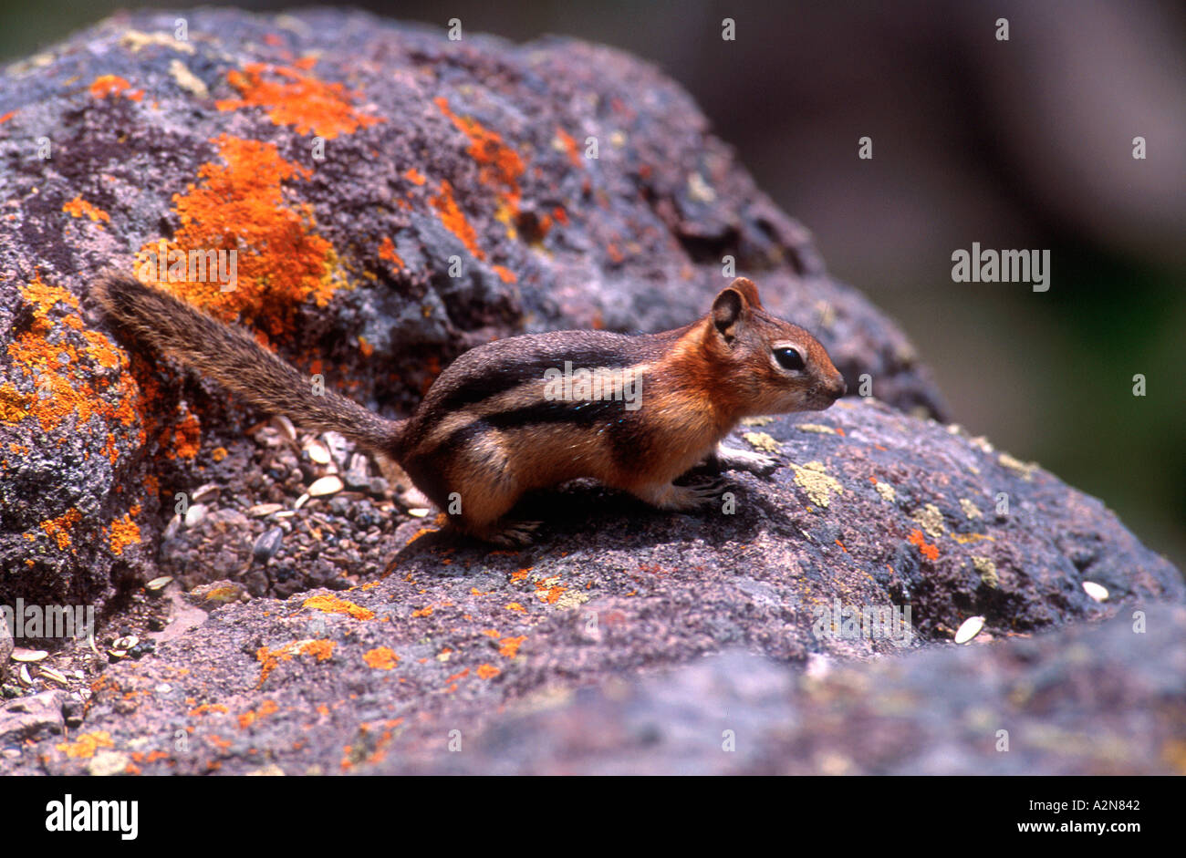 Chipmunks us hi-res stock photography and images - Alamy
