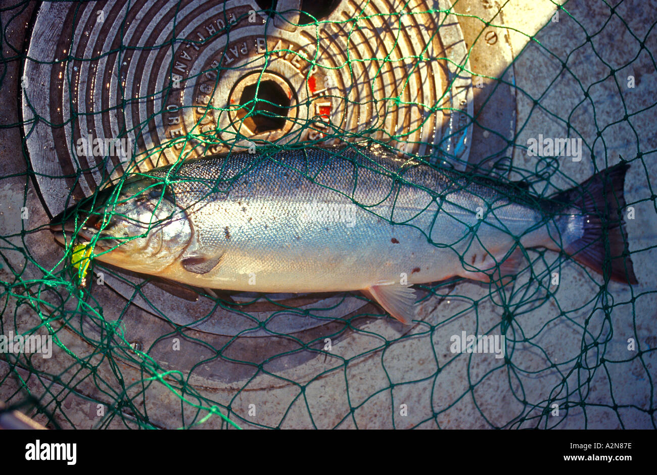 Landing fish catches hi-res stock photography and images - Alamy
