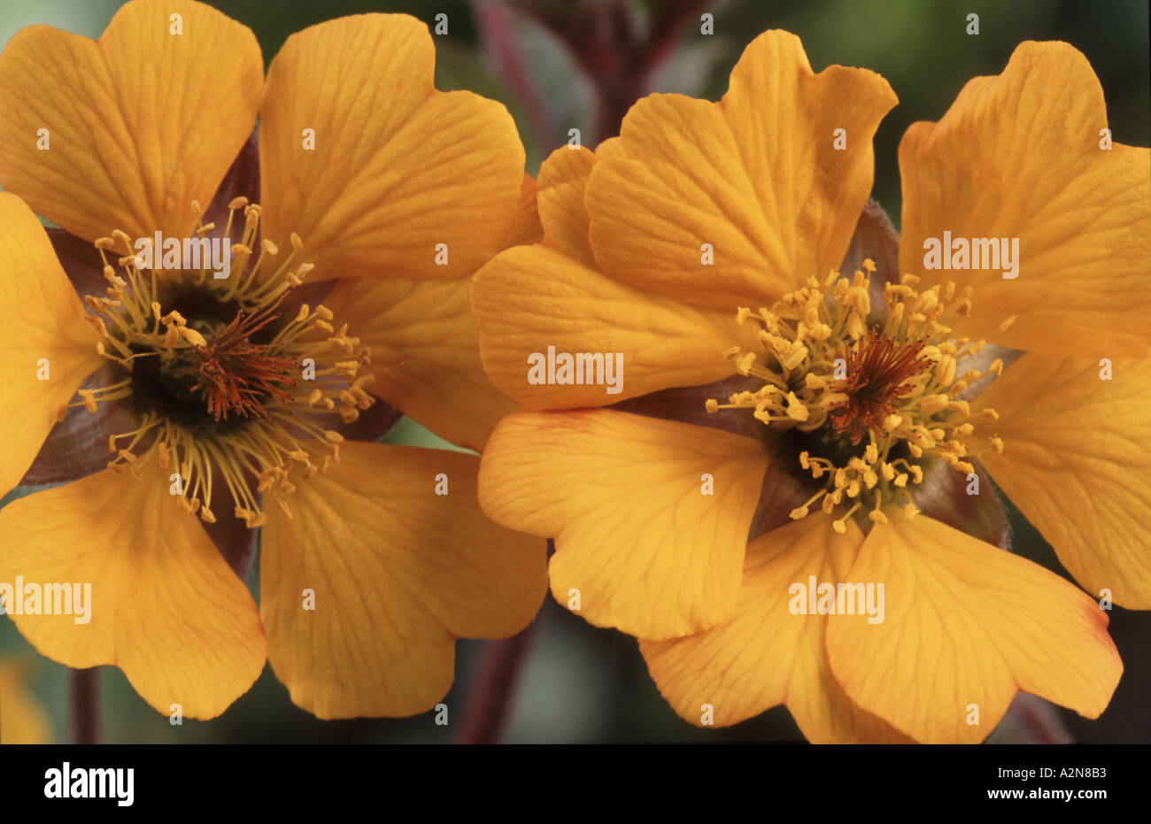 Yellow geums hi-res stock photography and images - Alamy