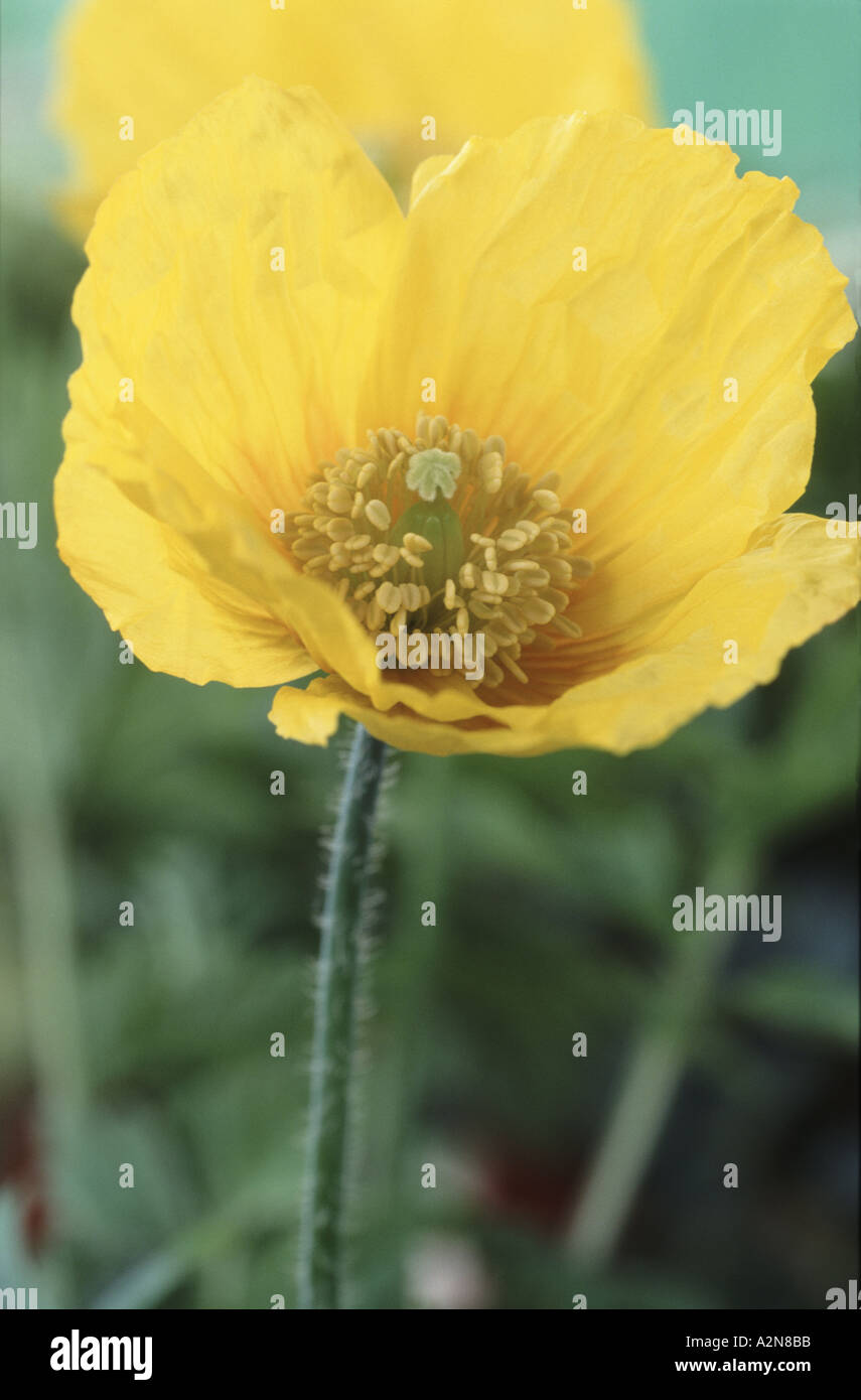 Yellow welsh poppy meconopsis cambrica garden spring hi-res stock ...