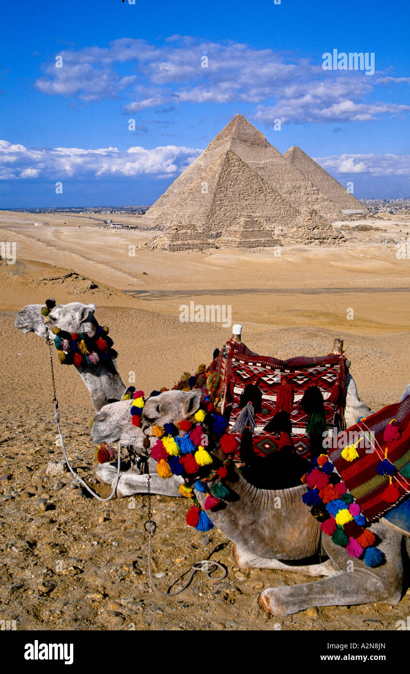 Two camels in desert, Giza Pyramids, Giza, Egypt Stock Photo - Alamy