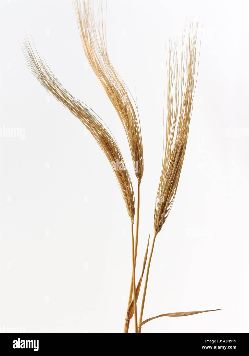 ears of barley Stock Photo - Alamy