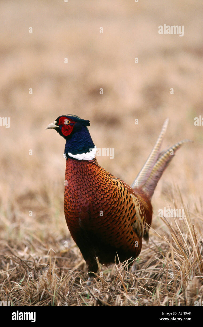 Male pheasant (Phasanius colchicus) bird in field, Germany Stock Photo ...