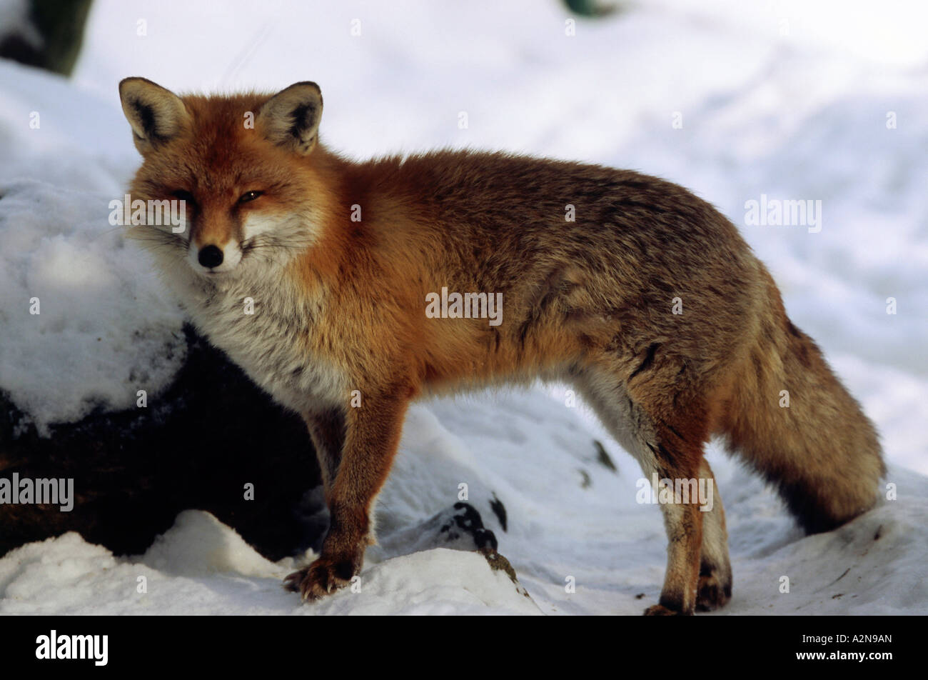 Red fox (Canis Vulpes) standing in snow Stock Photo - Alamy