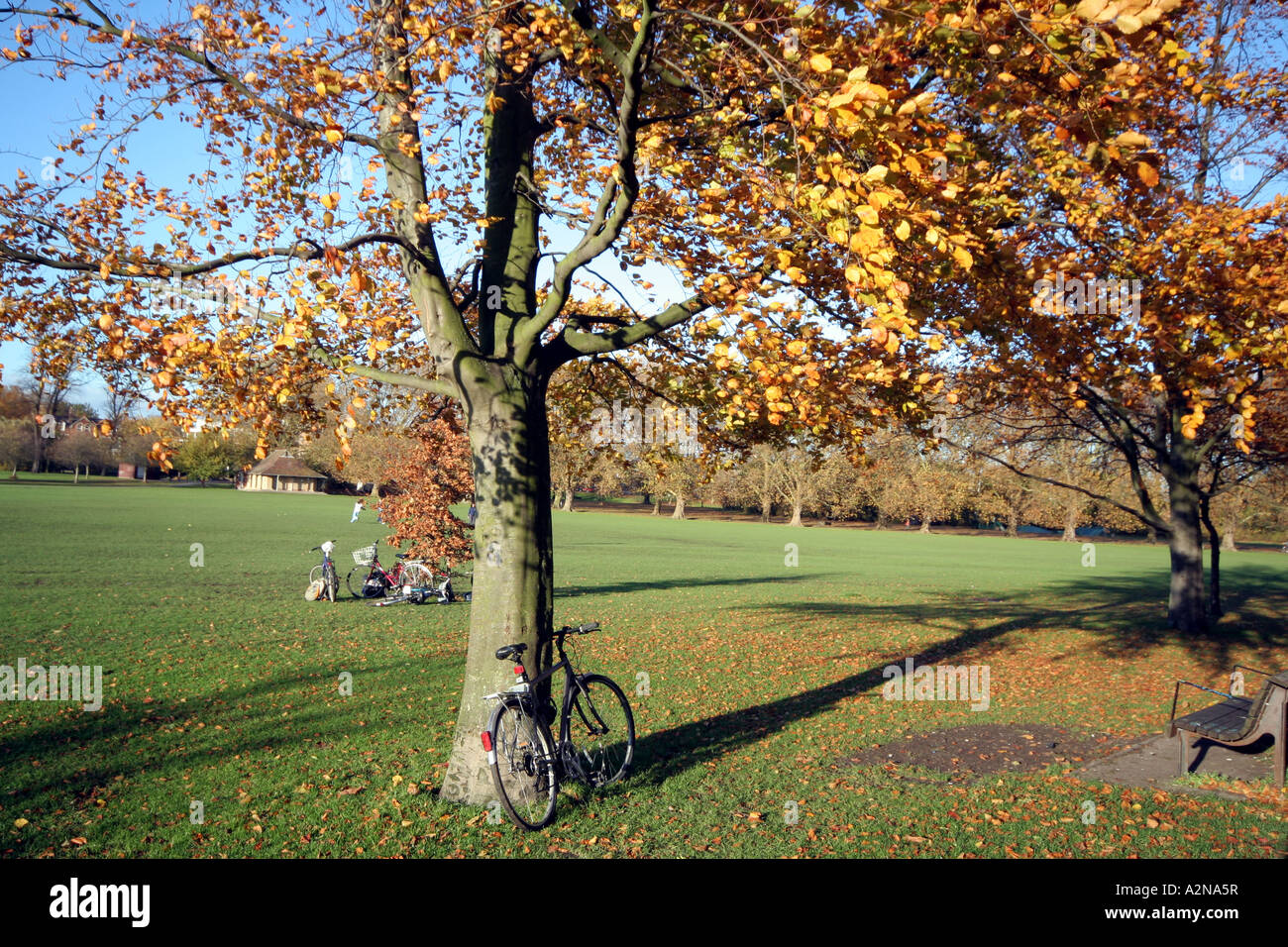 Cambridge autumn park green leaf hi-res stock photography and images ...
