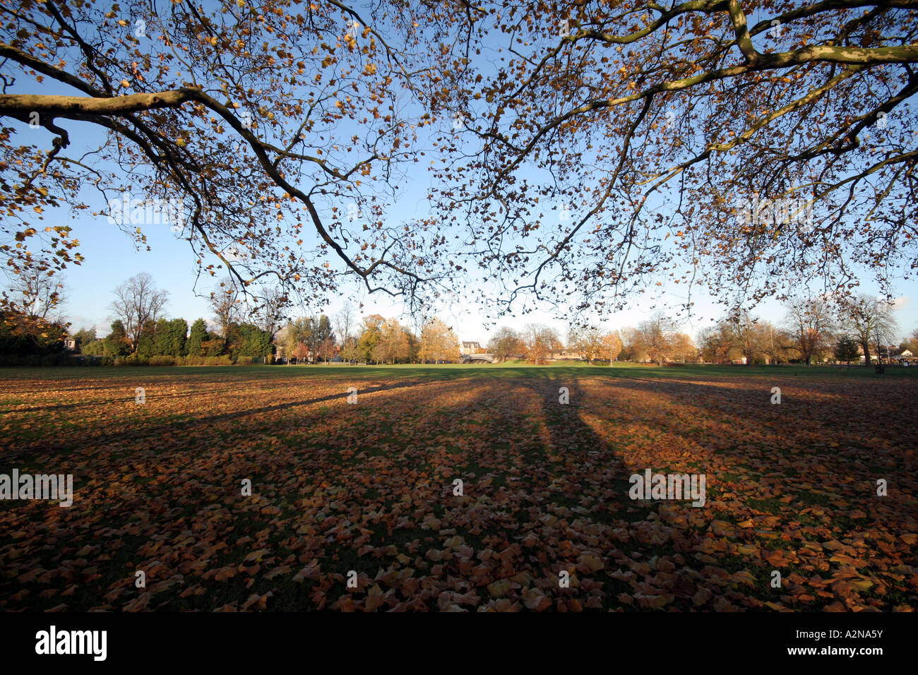 Cambridge autumn park green leaf hi-res stock photography and images ...