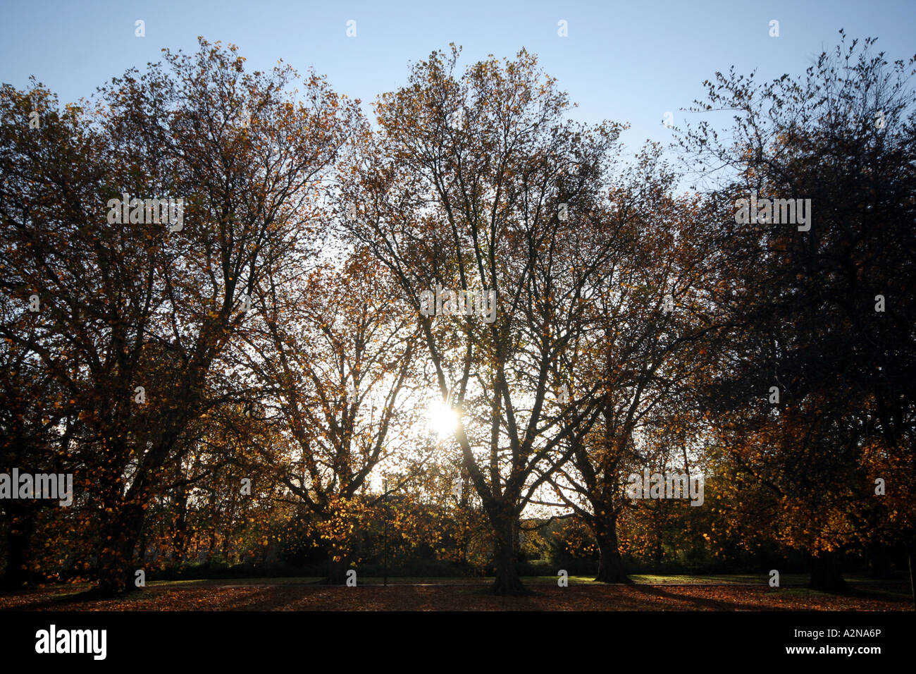 Cambridge autumn park green leaf hi-res stock photography and images ...