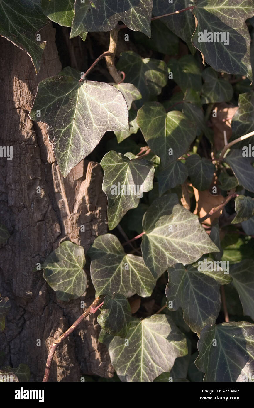 Structure of ivy hi-res stock photography and images - Alamy