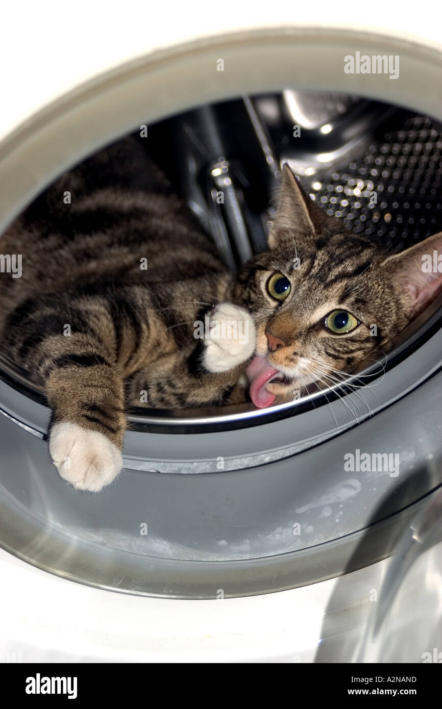 cat in the washing machine Stock Photo - Alamy