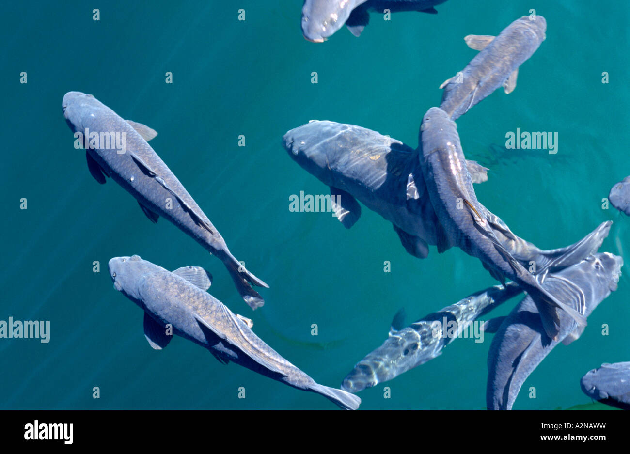 Carp swimming in water, Lake Mead, Las Vegas, Nevada, USA Stock Photo ...