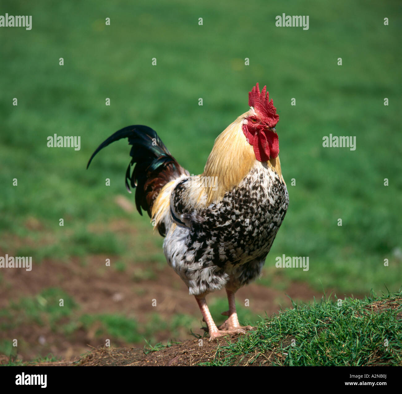 Rooster standing in field Stock Photo - Alamy