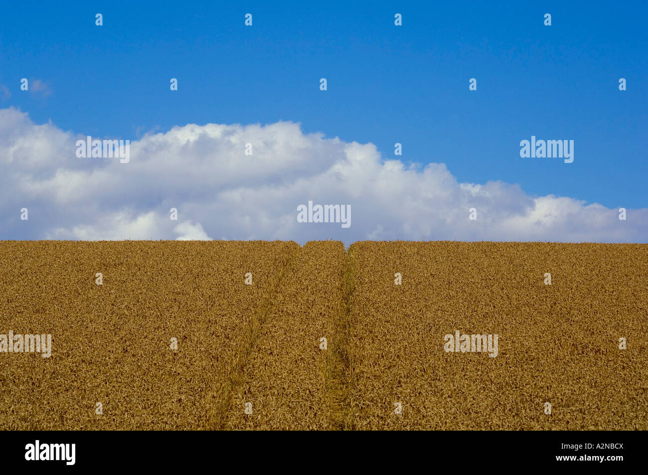 Crop in field Stock Photo - Alamy