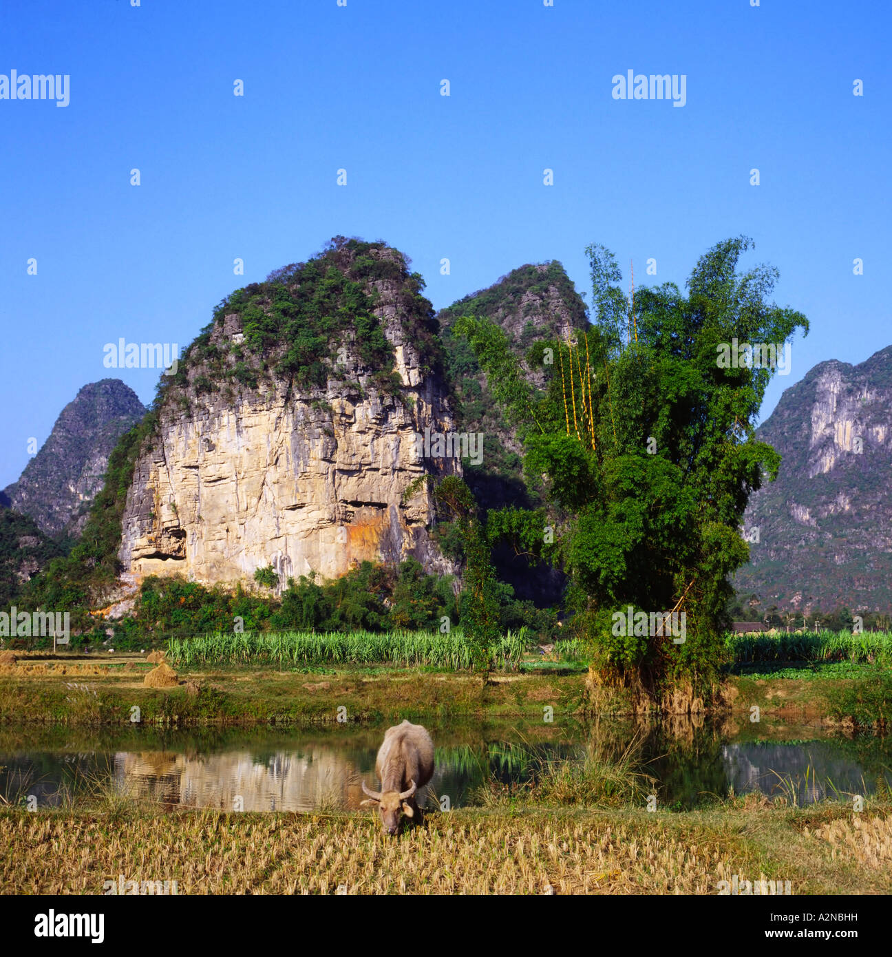 China bourbon hi-res stock photography and images - Alamy