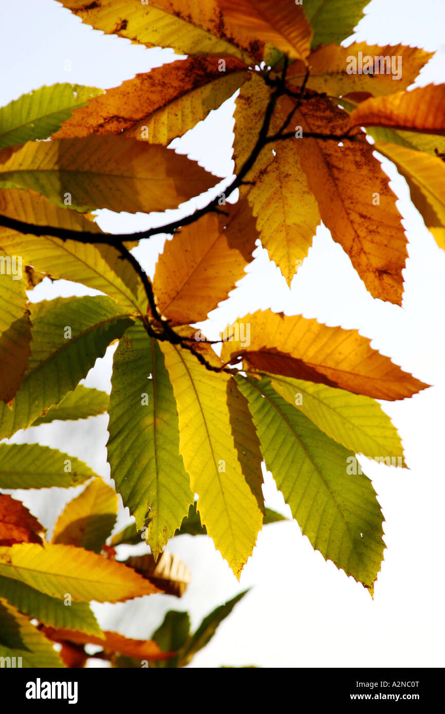 Close-up of leaves of chestnut tree Stock Photo - Alamy