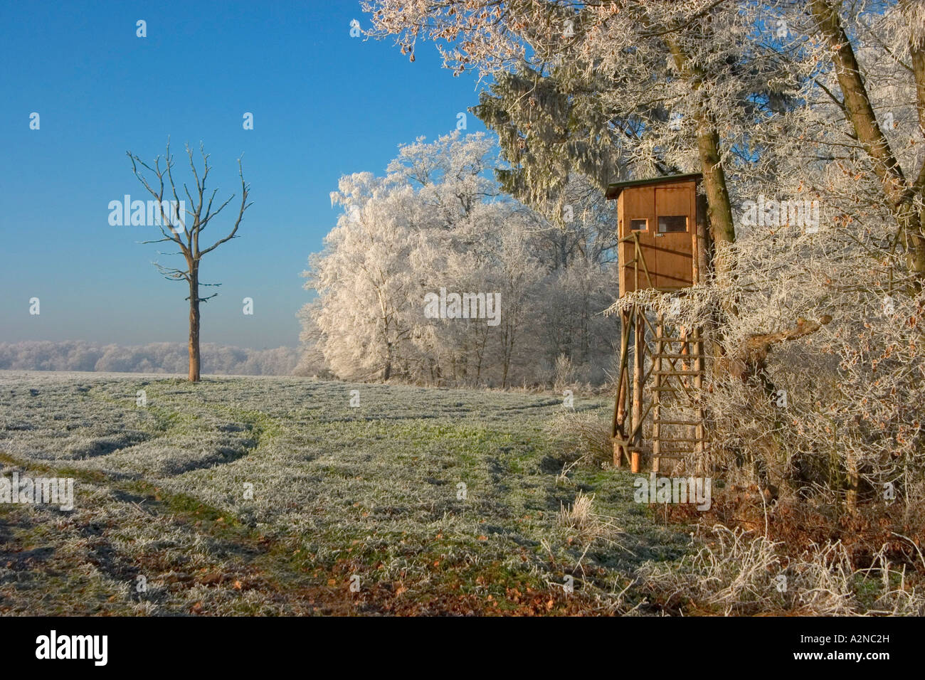 Frozen trees in forest Stock Photo - Alamy