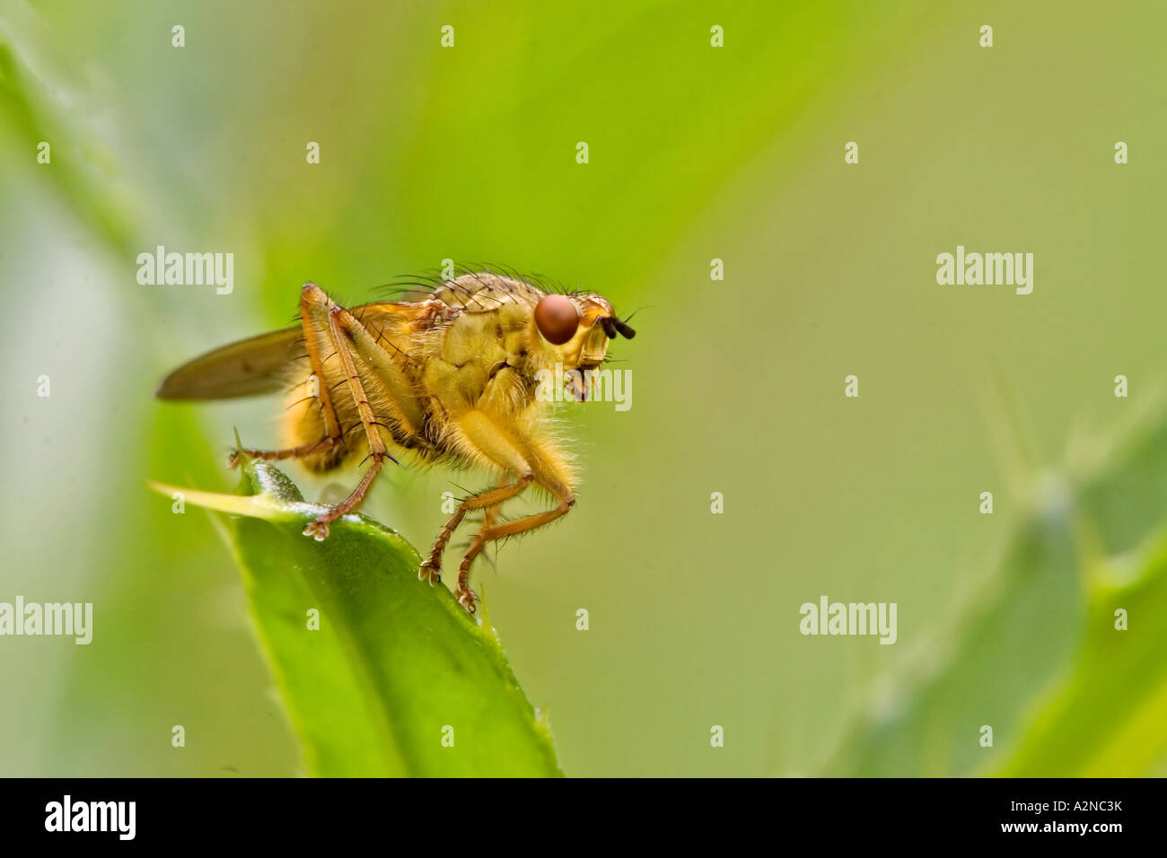Close-up of Golden Dung Fly (Scatophaga stercoraria) on leaf Stock ...