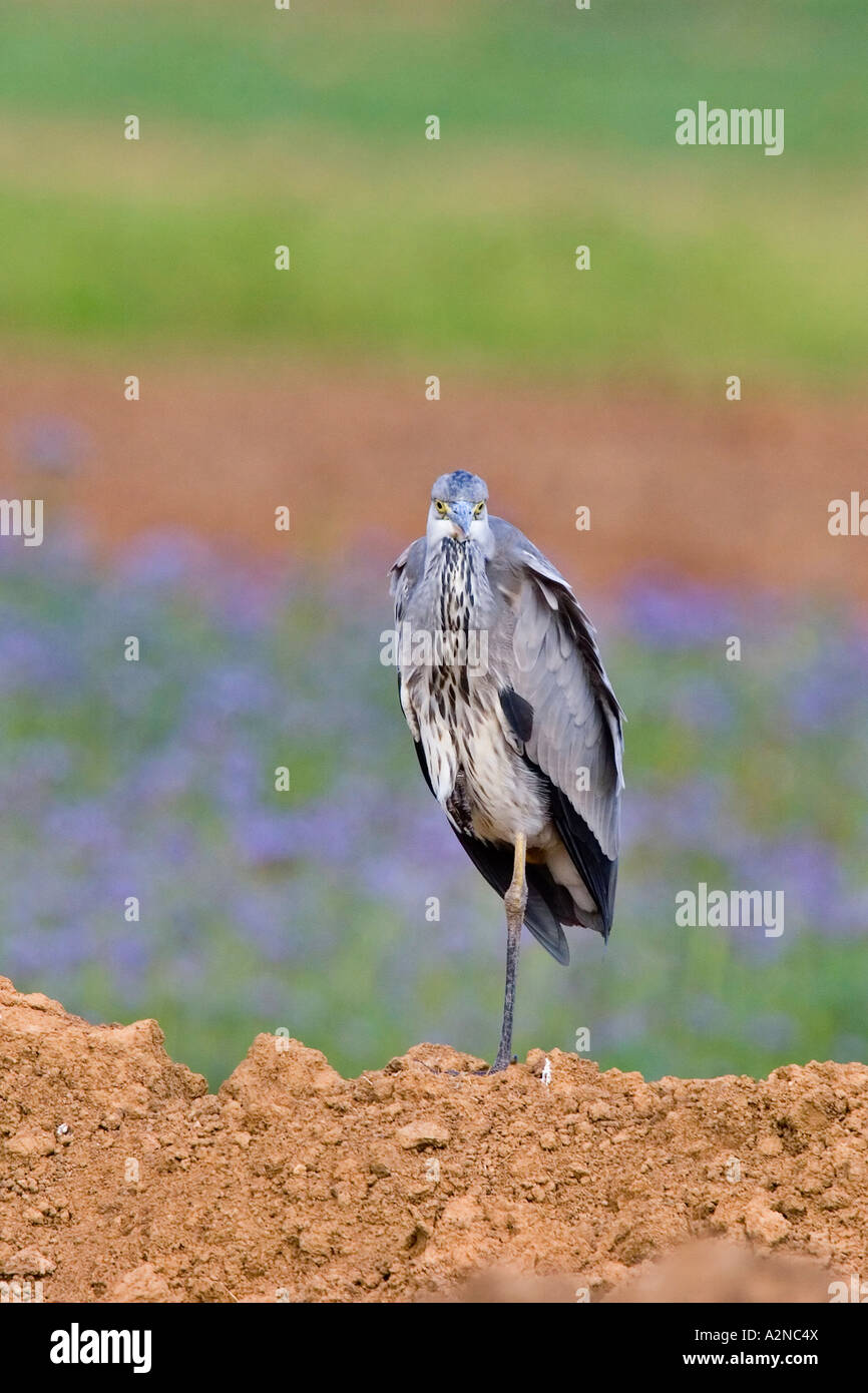 Grey heron standing on one leg hi-res stock photography and images - Alamy